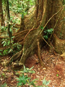 A root, a foot in both worlds – Knowing God through His Word … Day by Day